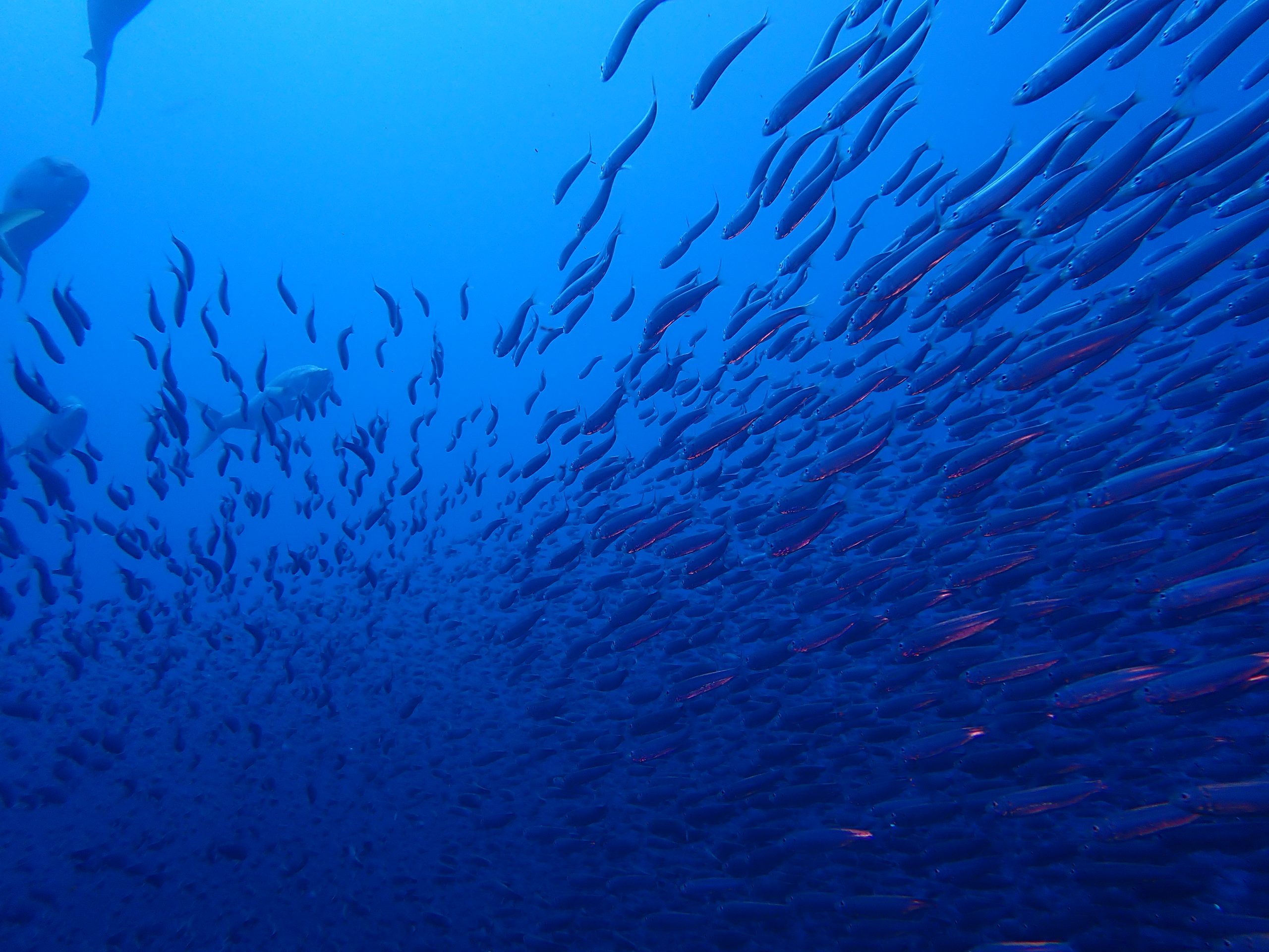 Diving Activities Acuarios Jandia
